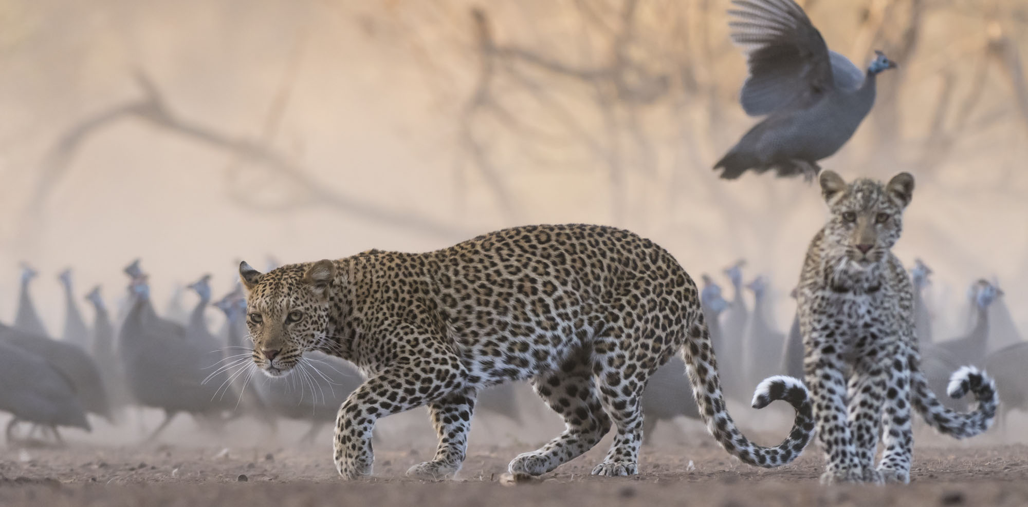 C4 Photographic Safaris in Africa