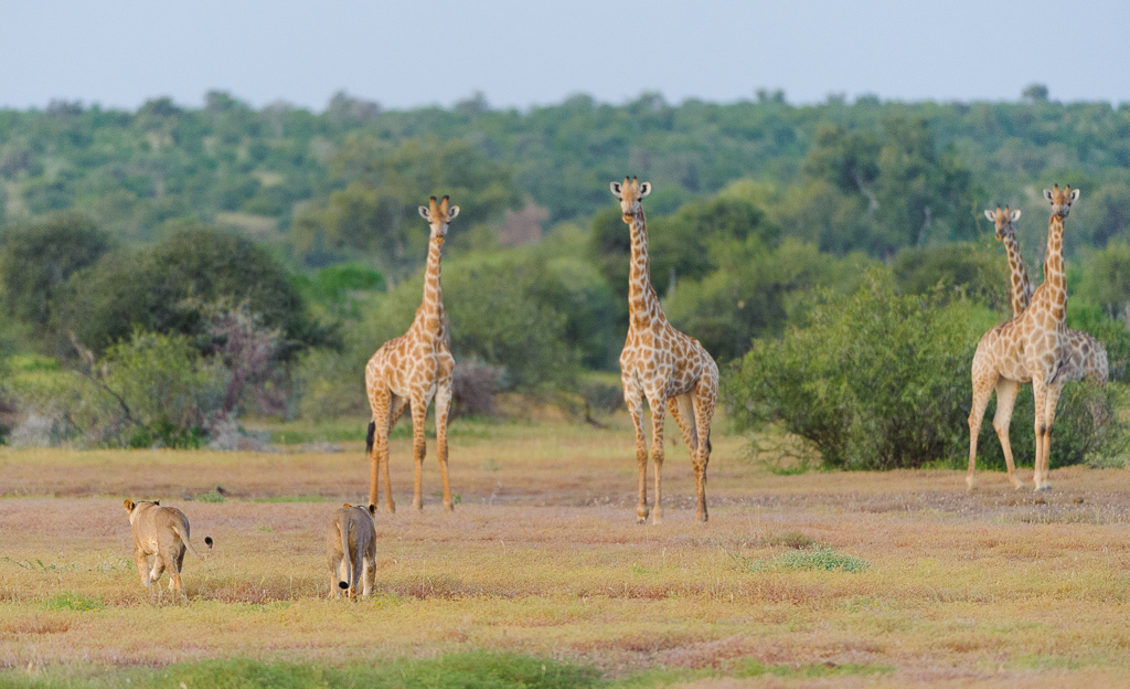 Mashatu Game Reserve - A secret goldmine of wildlife activity